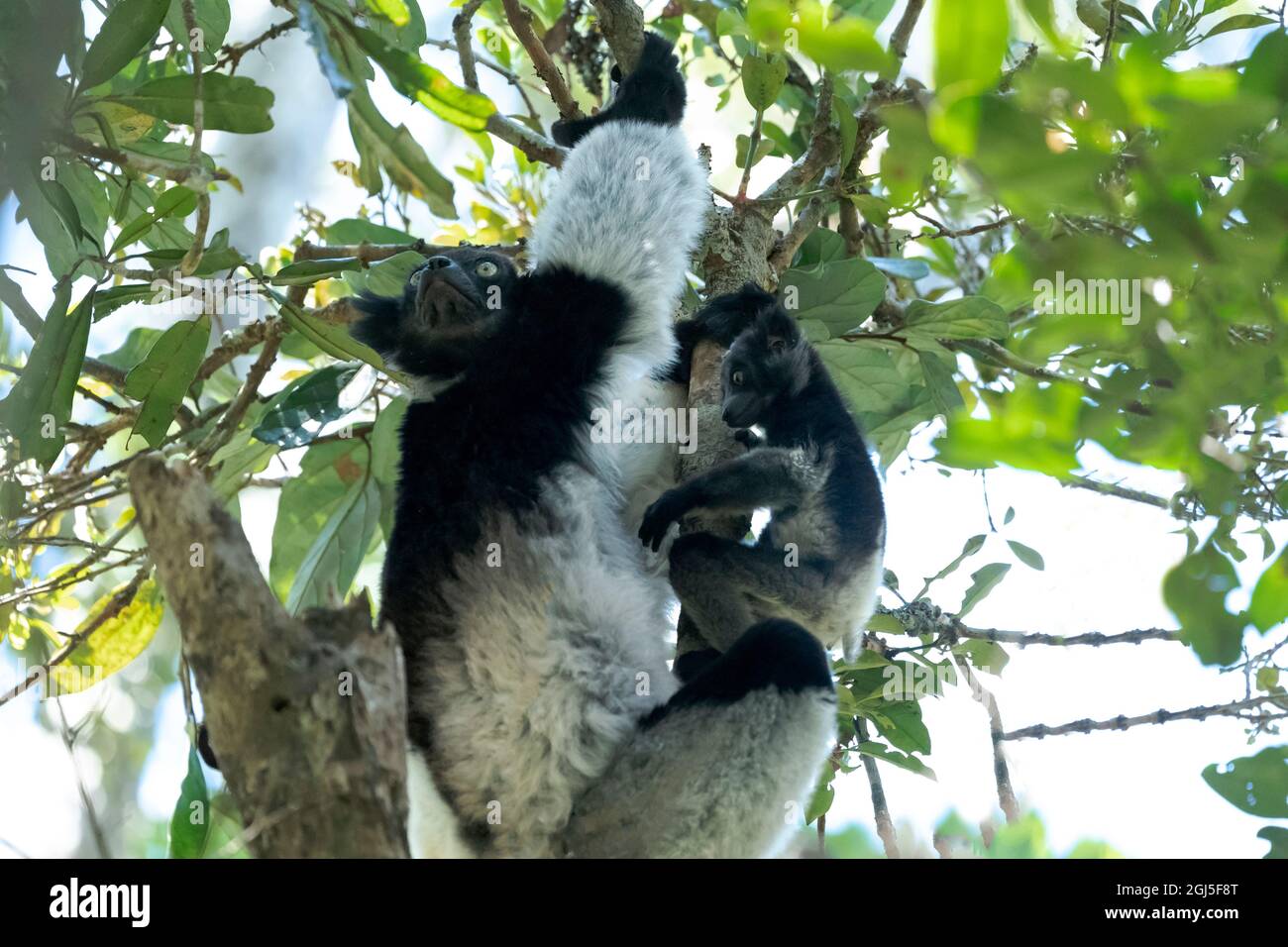 Africa, Madagascar, Alaotra-Mangoro, Andasibe-Mantadia National Park ...