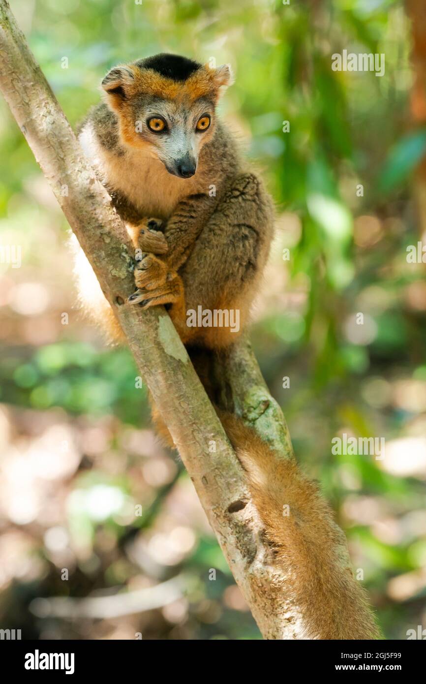 Africa, Madagascar, Lake Ampitabe, Akanin'ny nofy Reserve. Male crowned ...