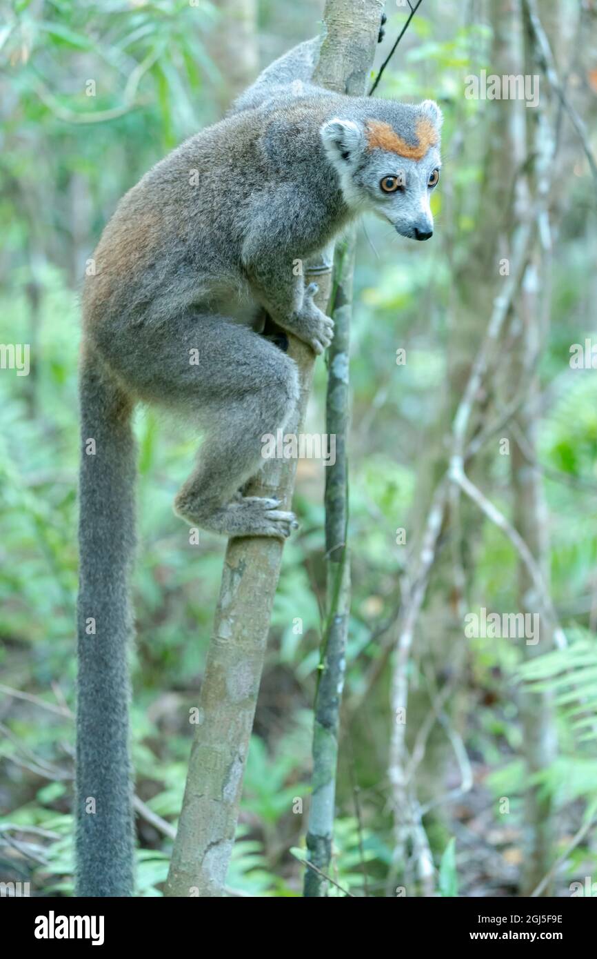 Africa, Madagascar, Lake Ampitabe, Akanin'ny nofy Reserve. Female ...