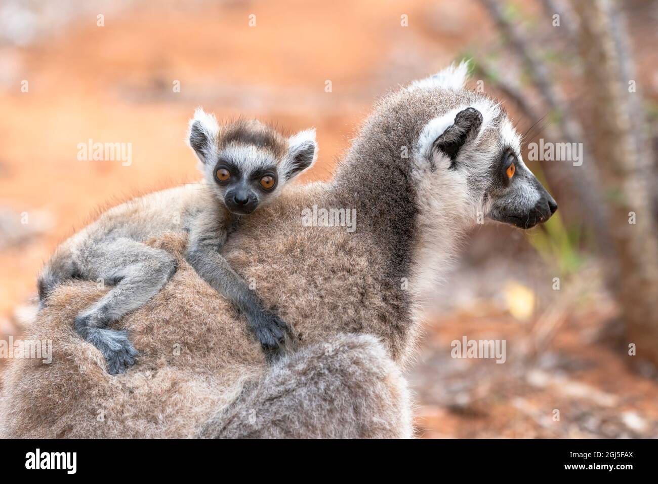 Anosy region hi-res stock photography and images - Alamy