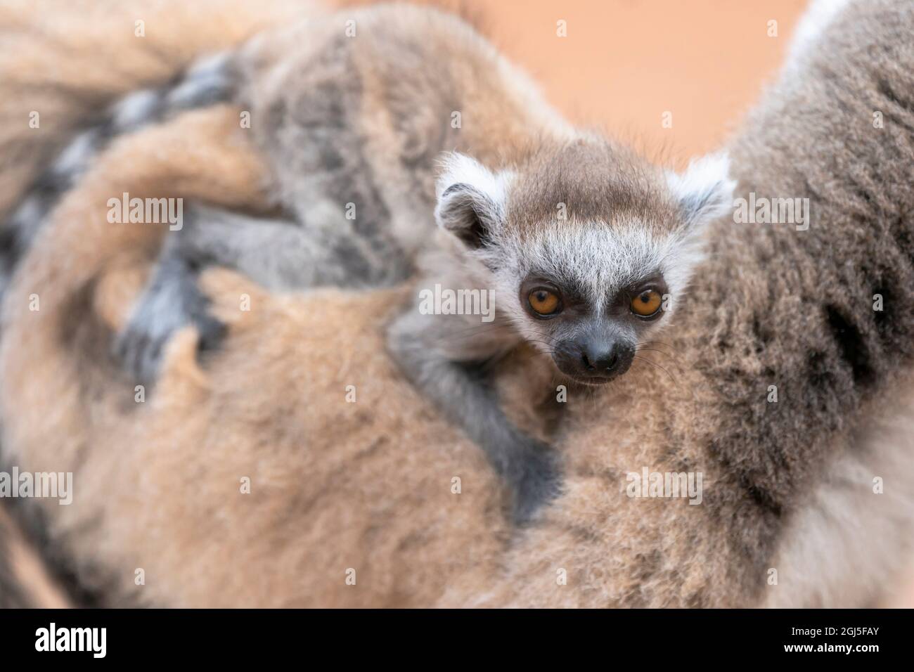 Africa, Madagascar, Anosy Region, Berenty Reserve. A baby ring-tailed ...