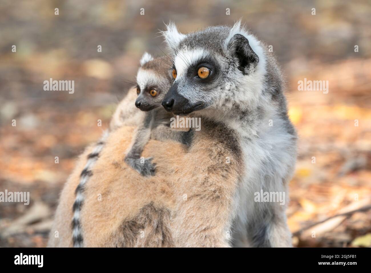 Africa, Madagascar, Anosy Region, Berenty Reserve. A baby ring-tailed ...