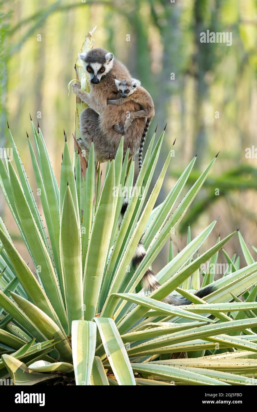 Sisal blossom hi-res stock photography and images - Alamy