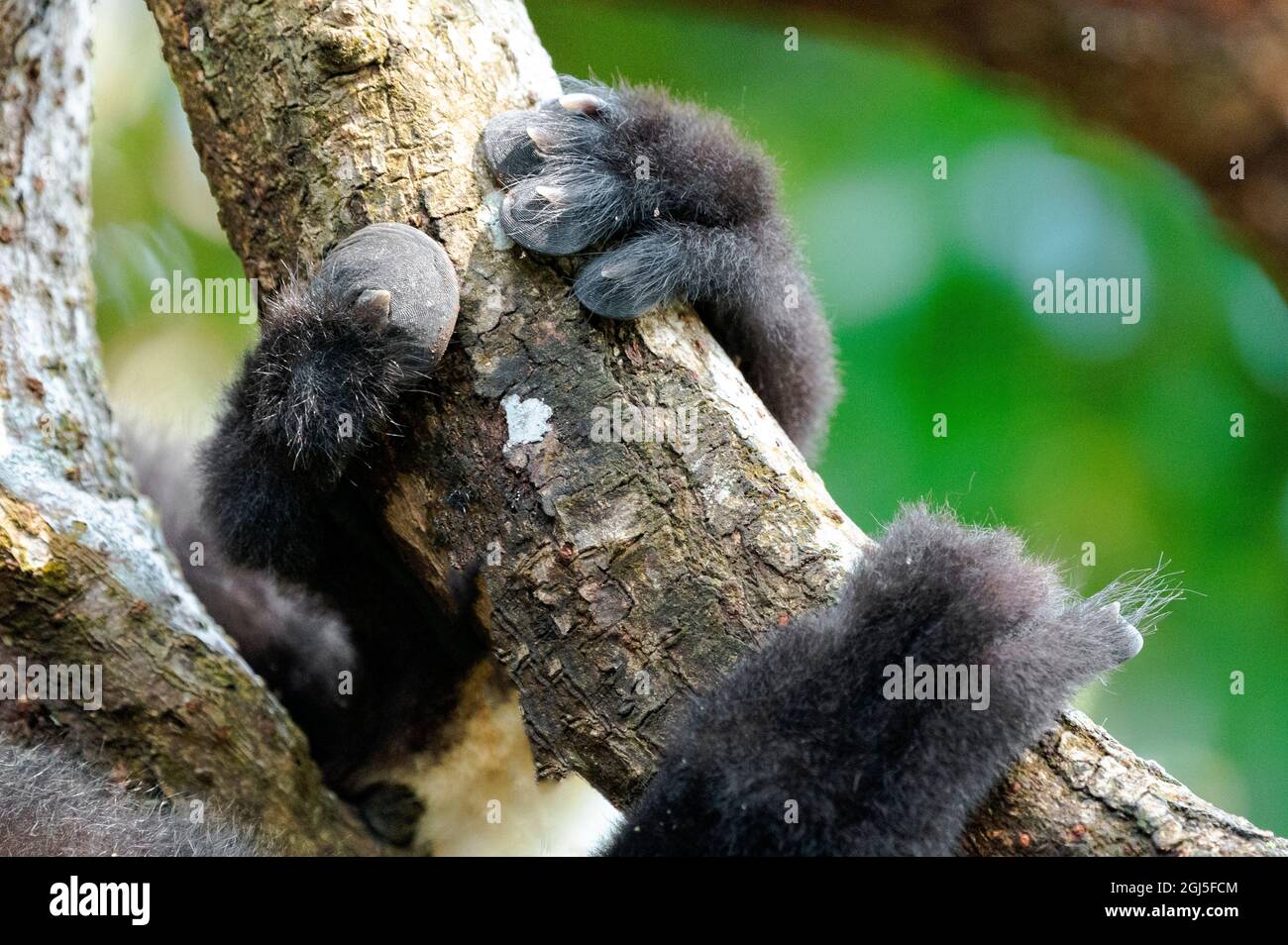 Africa, Madagascar, Lake Ampitabe, Akanin'ny nosy Reserve. Details of ...