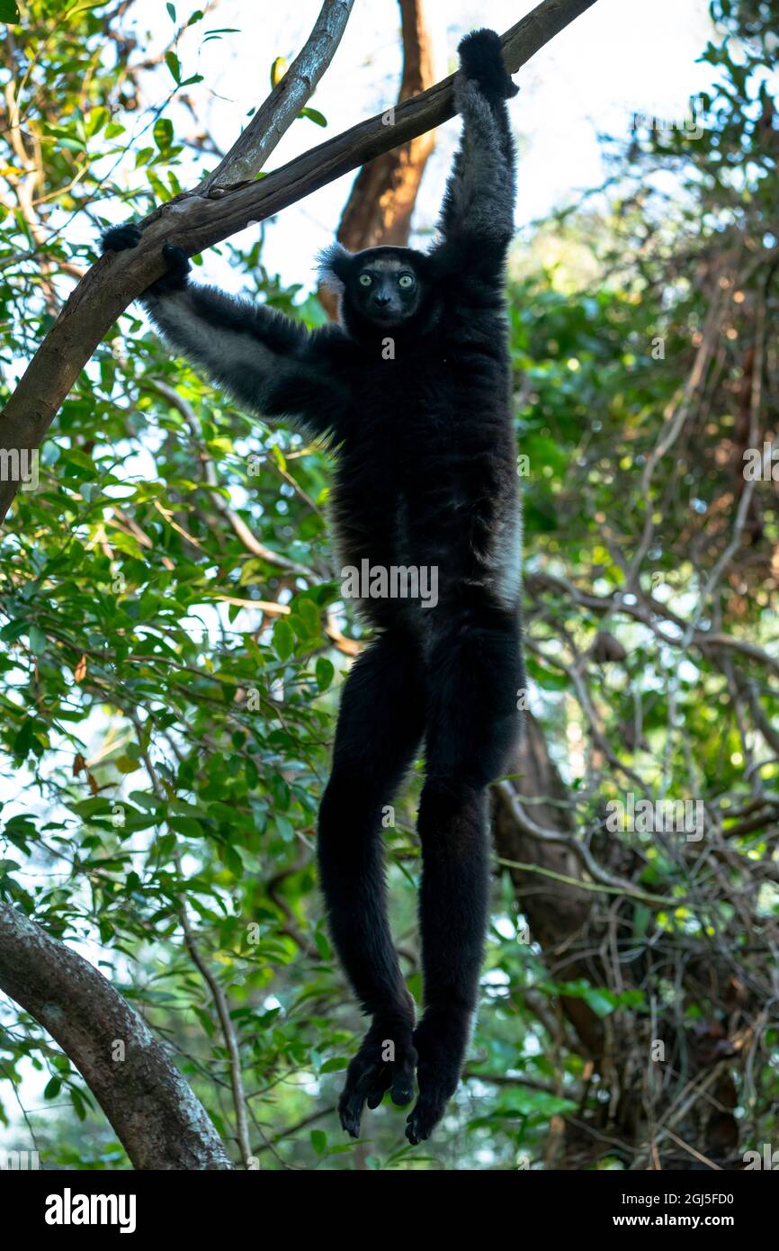 Africa, Madagascar, Lake Ampitabe, Akanin'ny nosy Reserve. The largest ...