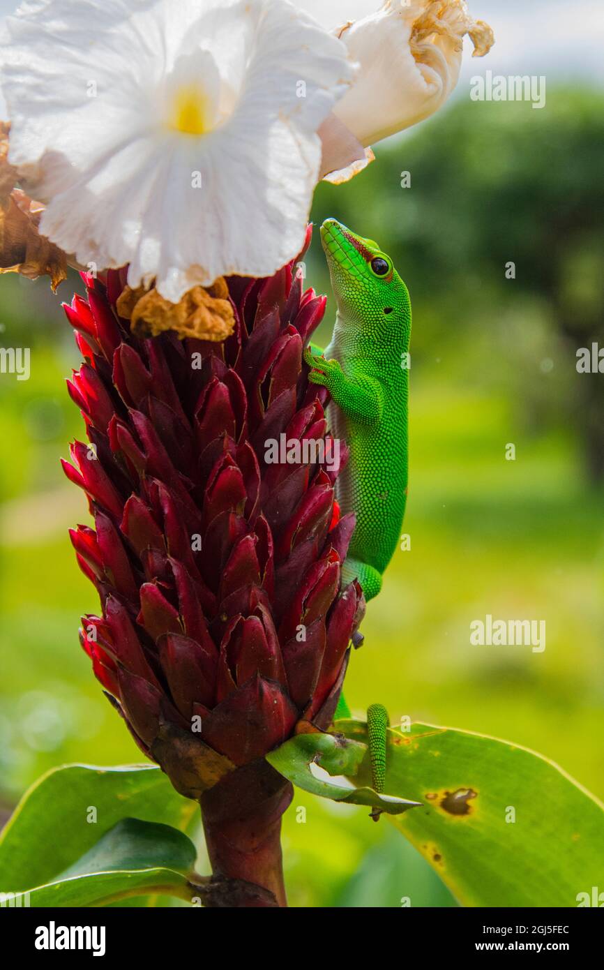 Green day gecko hi-res stock photography and images - Alamy