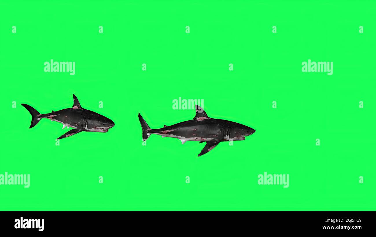 3d illustration - Shark In A Green Screen - background Stock Photo - Alamy