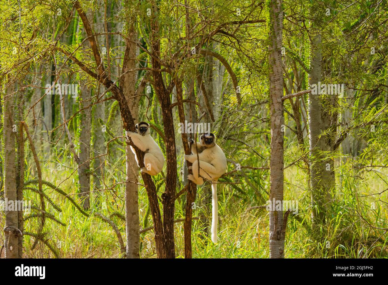 Madagascar, Berenty, Berenty Reserve. Verreaux's sifakas in a tree ...