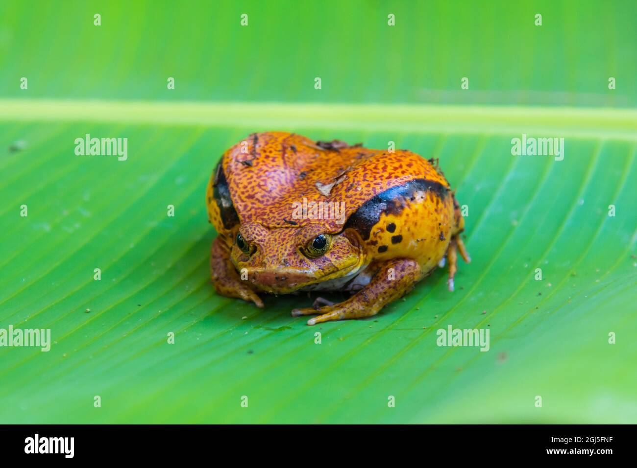 Madagascar, Marozevo, Peyrieras Reptile Farm. Madagascar tomato frog ...