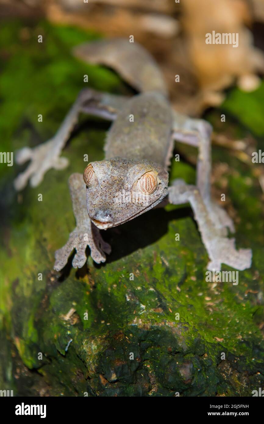Madagascar, Marozevo, Peyrieras Reptile Farm. Common leaf-tailed gecko ...