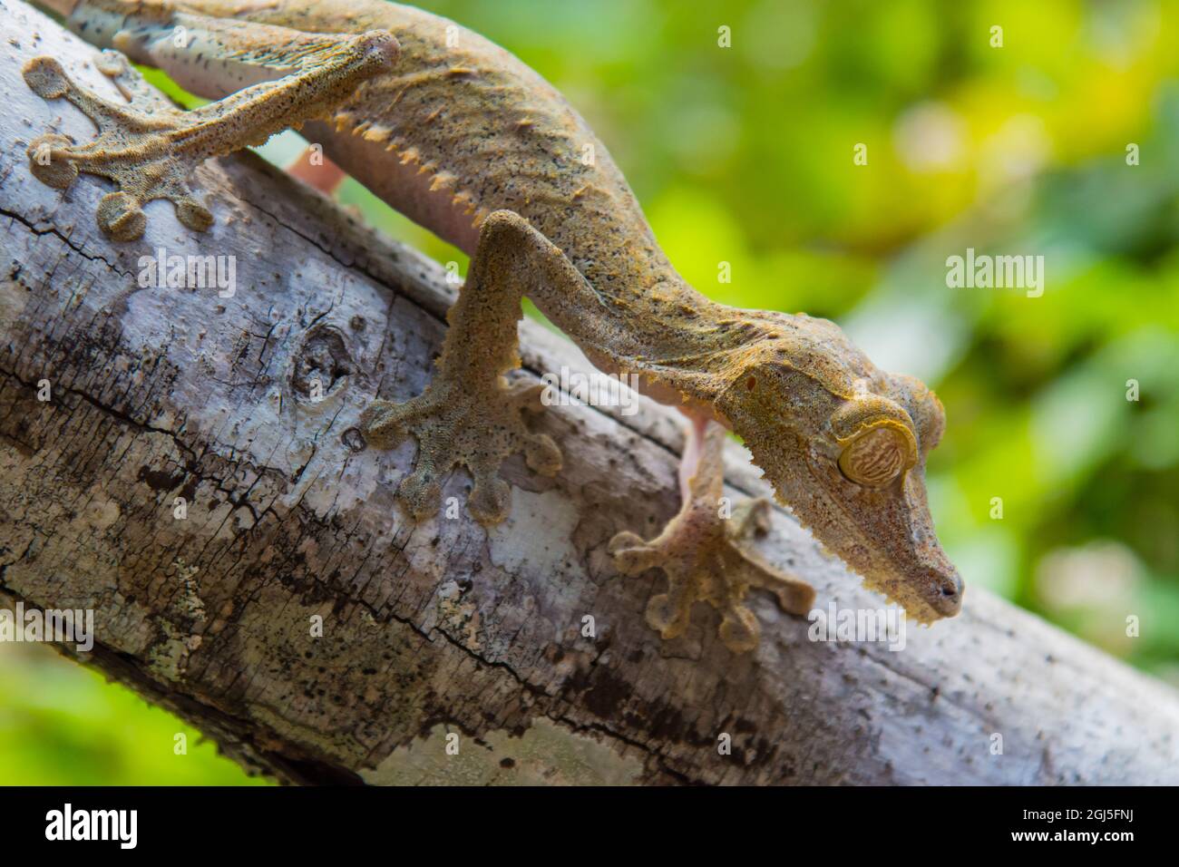 Madagascar, Marozevo, Peyrieras Reptile Farm. Common leaf-tailed gecko ...