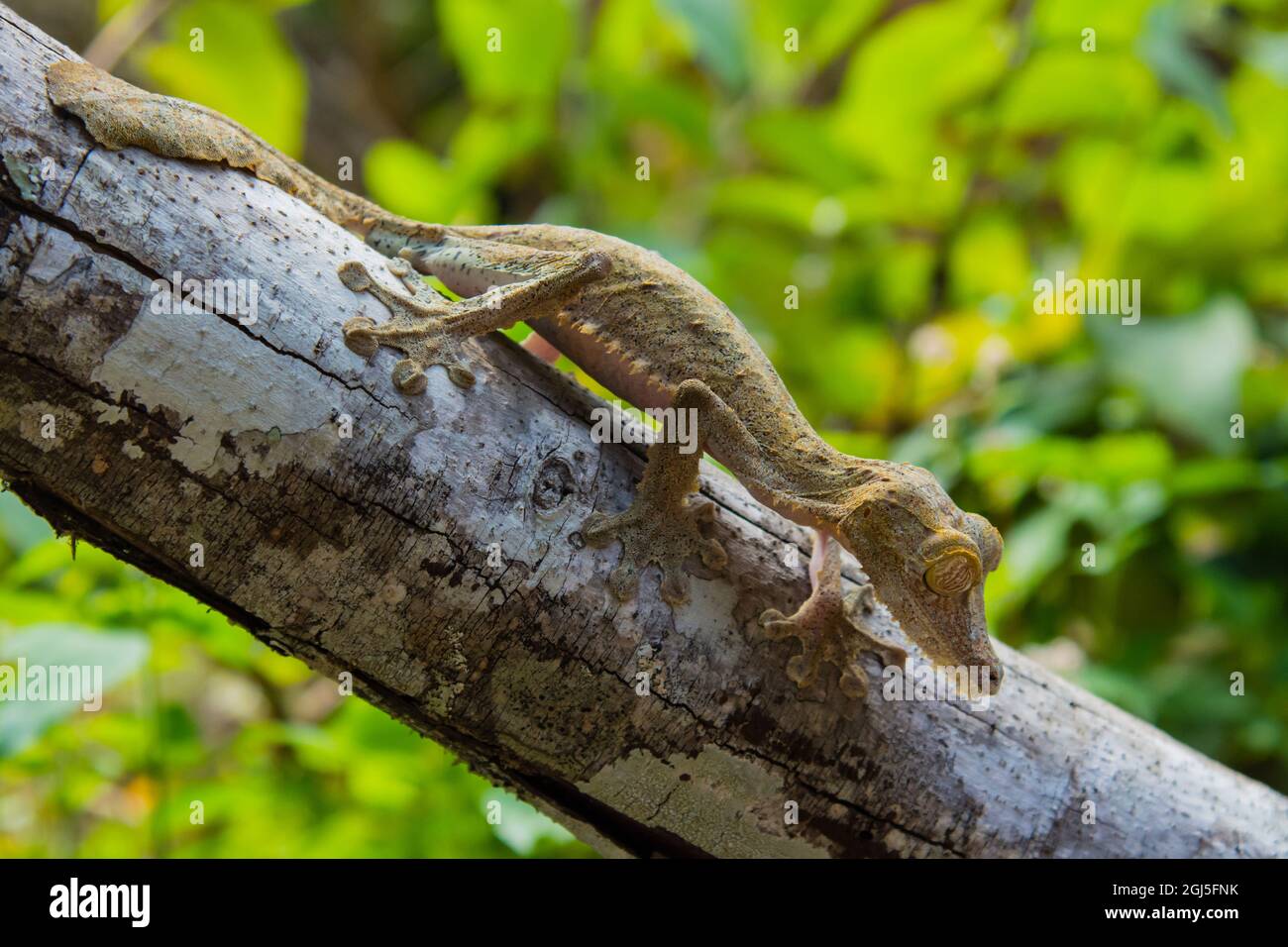 Madagascar, Marozevo, Peyrieras Reptile Farm. Common leaf-tailed gecko ...