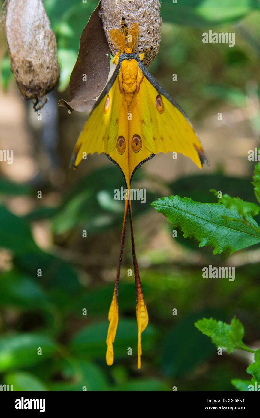 Madagascar, Marozevo, Peyrieras Reptile Farm. Comet moth (Argema ...
