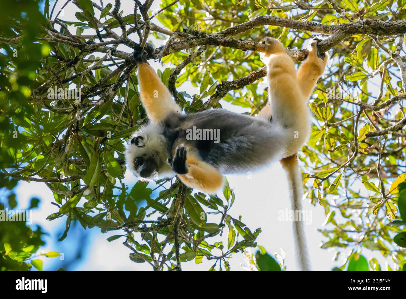 Madagascar, Andasibe, Vakona Lodge, Lemur Island. Diademed sifaka ...