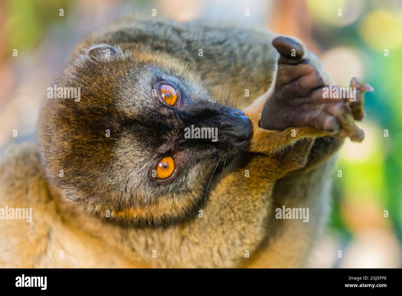 Lemur foot hi-res stock photography and images - Alamy