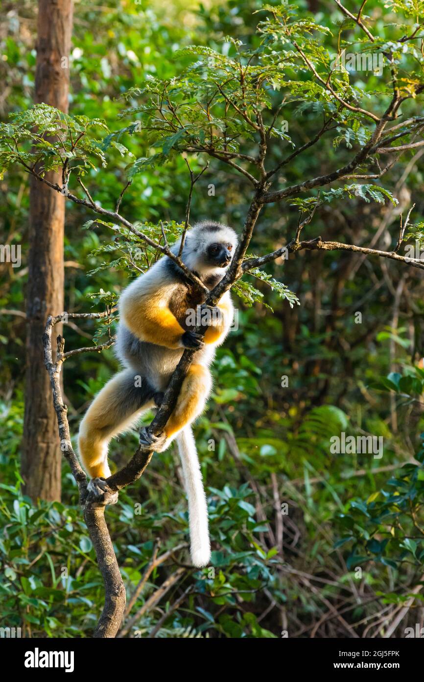 Madagascar, Andasibe, Vakona Lodge, Lemur Island. Diademed sifaka ...