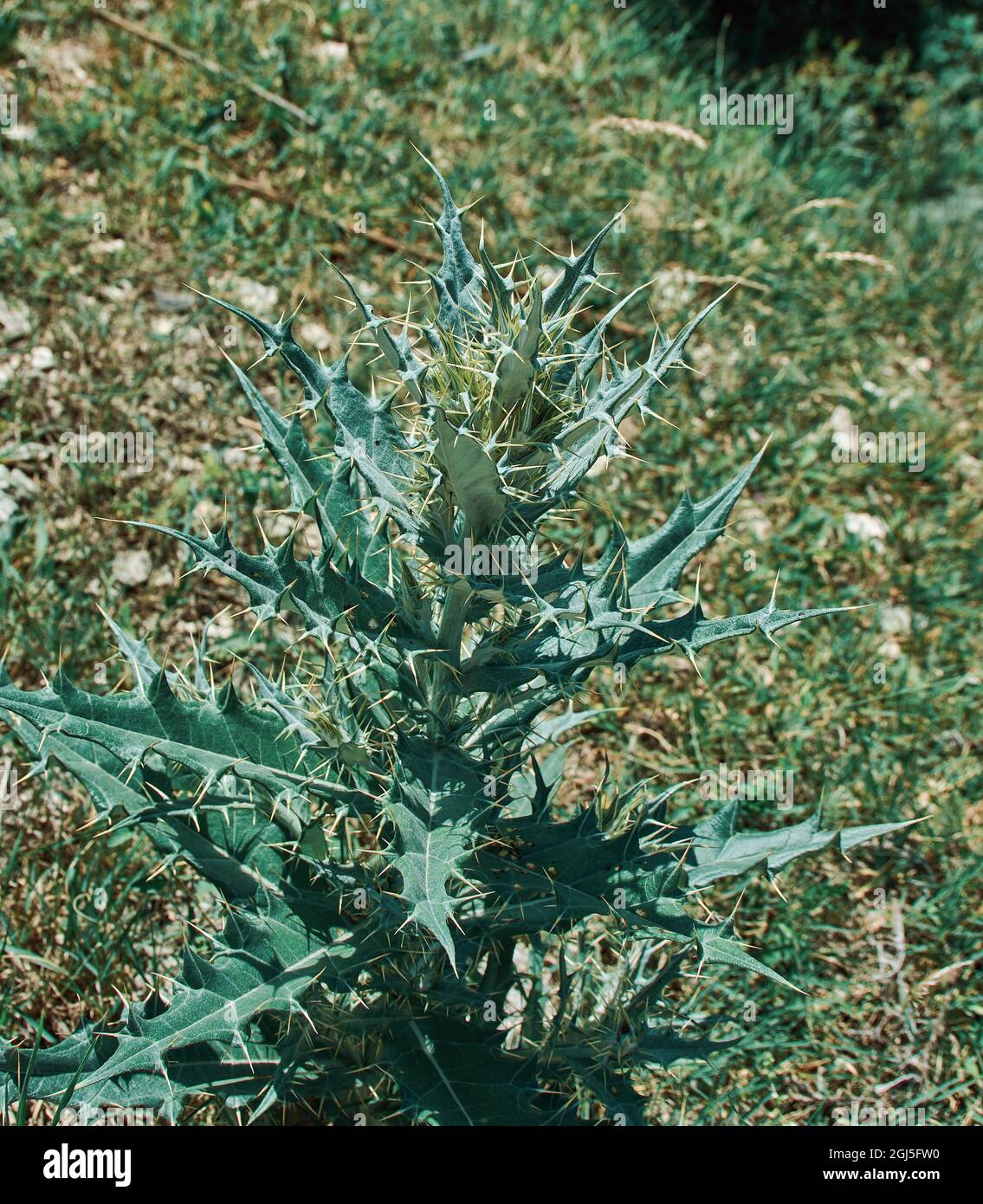 Argemone ochroleuca, species of prickly poppy, a flowering plant ...