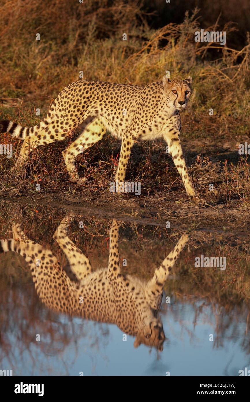 Namibia. Adult cheetah reflecting in water Stock Photo - Alamy