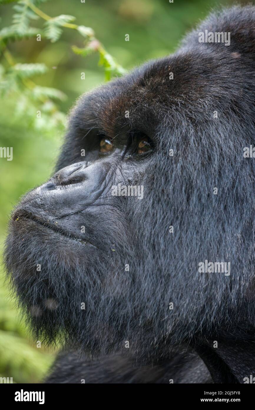 Paul souders gorilla hi-res stock photography and images - Alamy