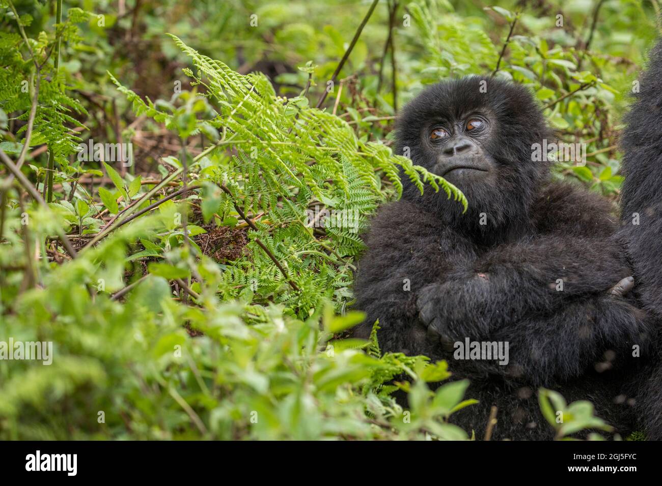 Africa, Rwanda, Volcanoes National Park, Young Mountain Gorilla ...
