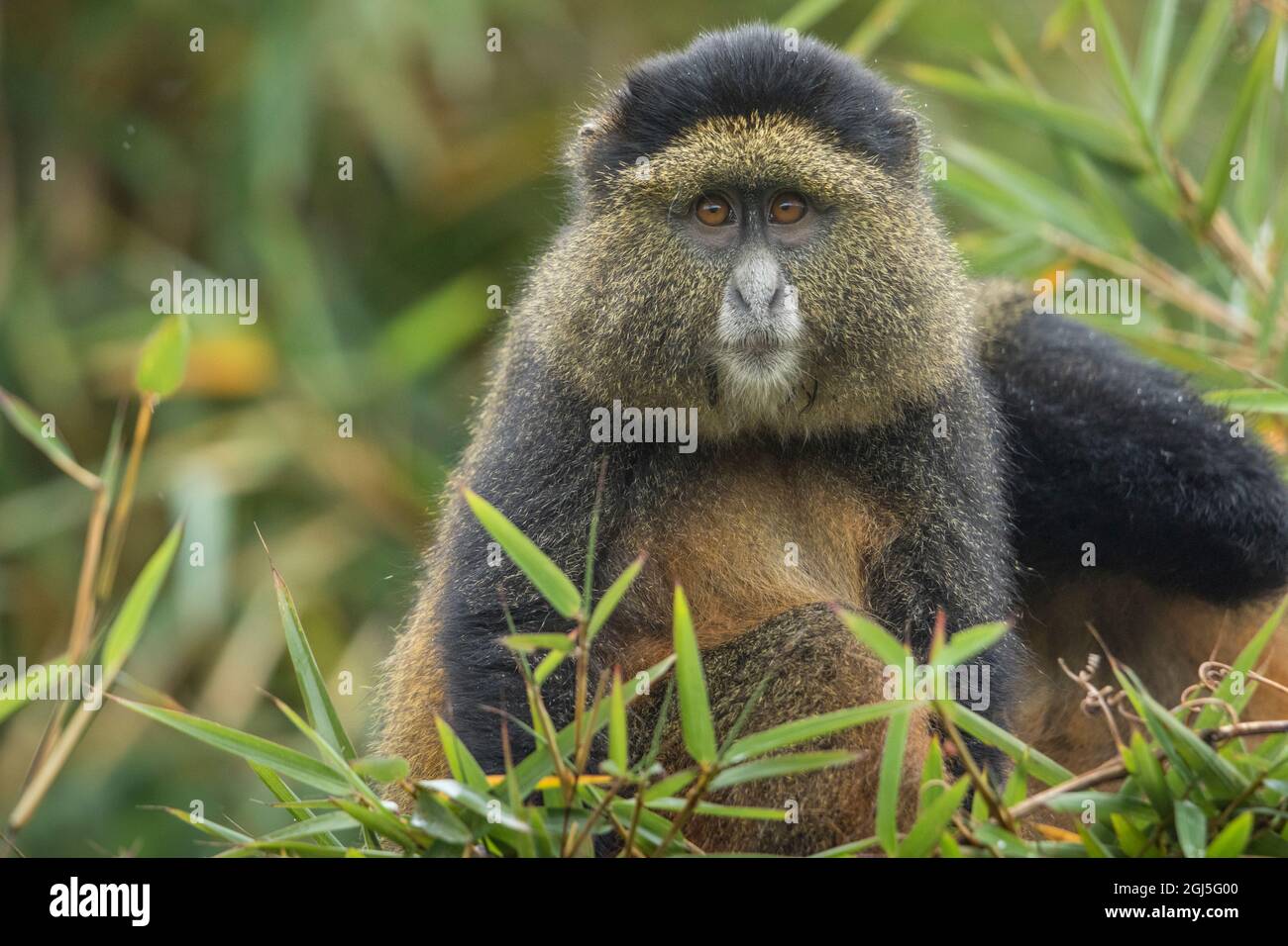 Africa, Rwanda, Volcanoes National Park, Golden Monkey (Cercopithecus ...