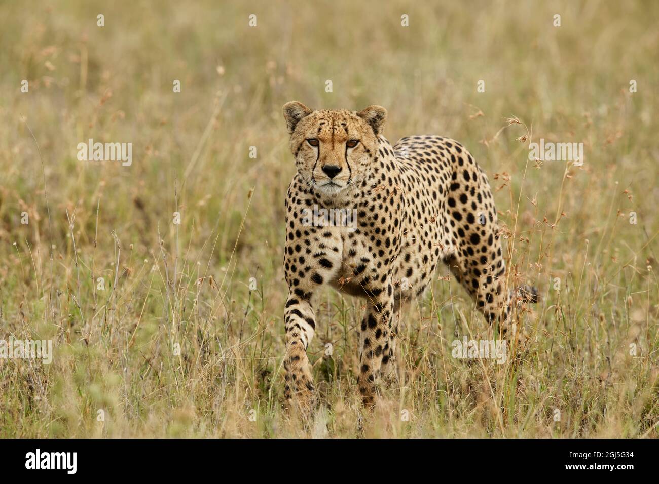 Cheetah and serengeti national park hi-res stock photography and images ...