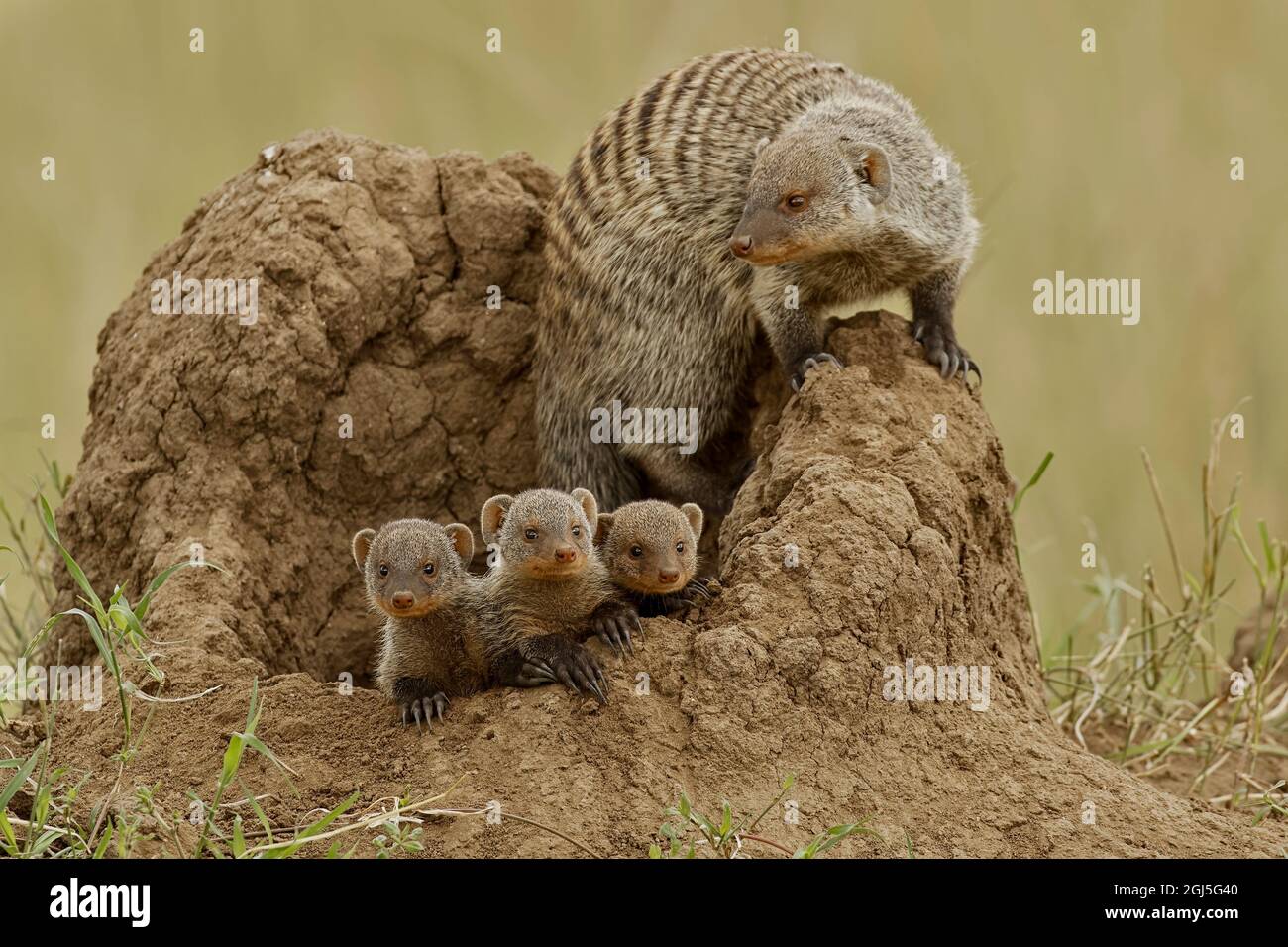 Mother and young banded mongoose on termite mound, Serengeti National ...