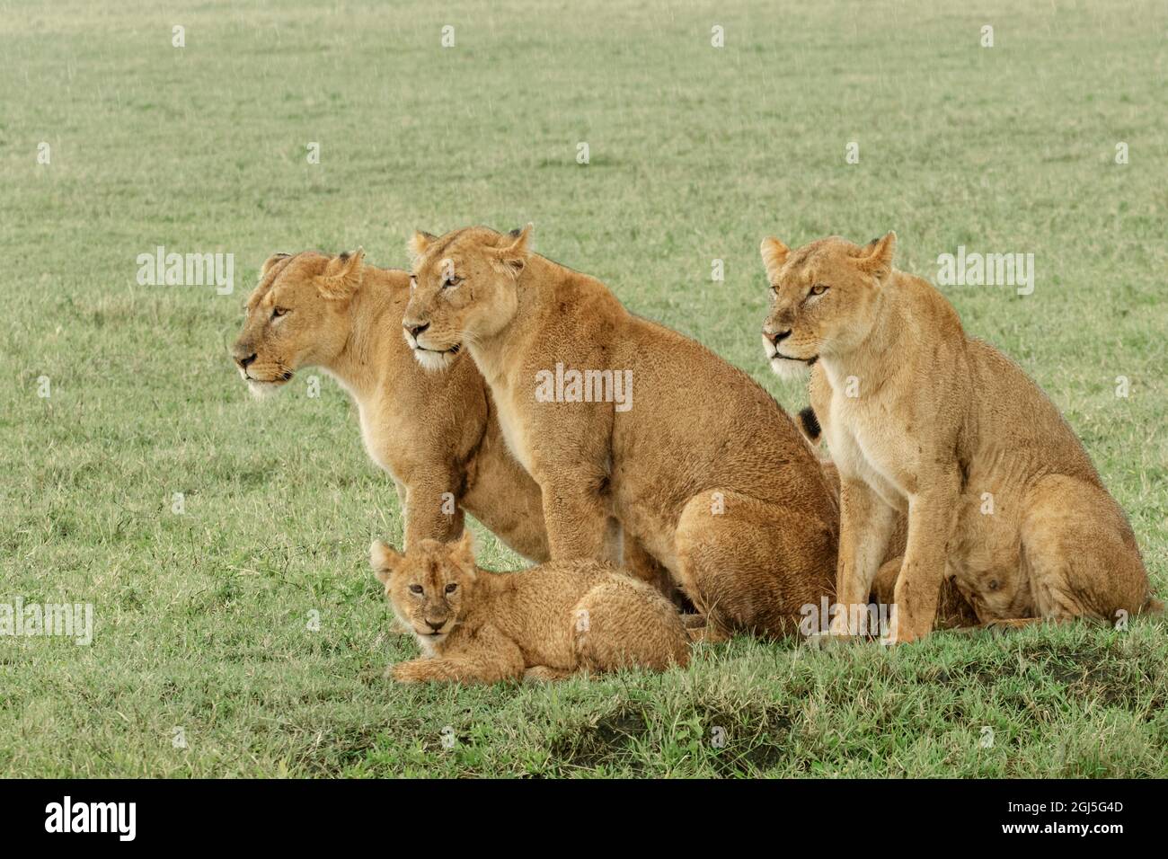 Female lion pride cubs hi-res stock photography and images - Alamy