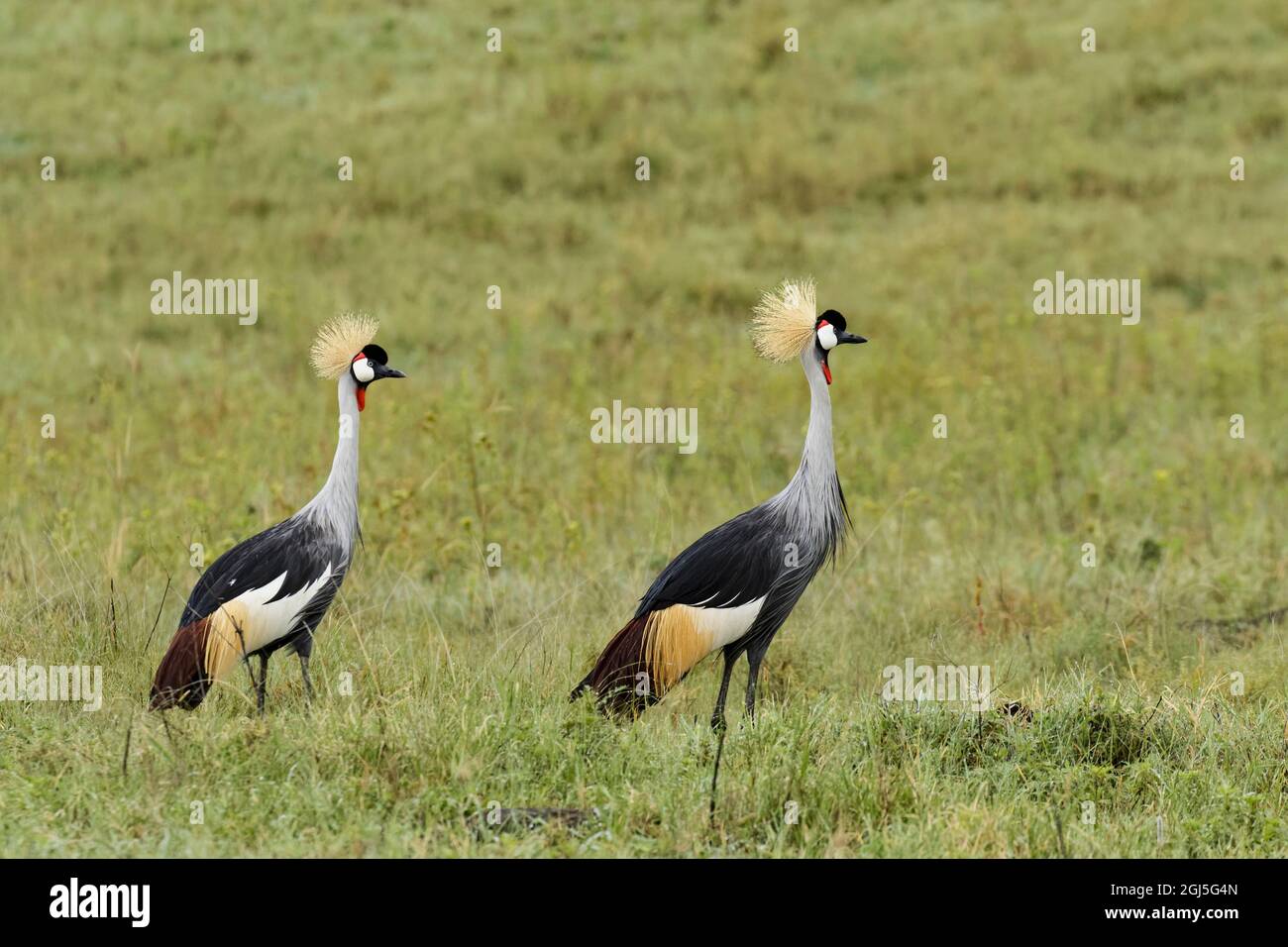 African Crowned Crane, Ngorongoro Crater, Tanzania, Africa Stock Photo ...