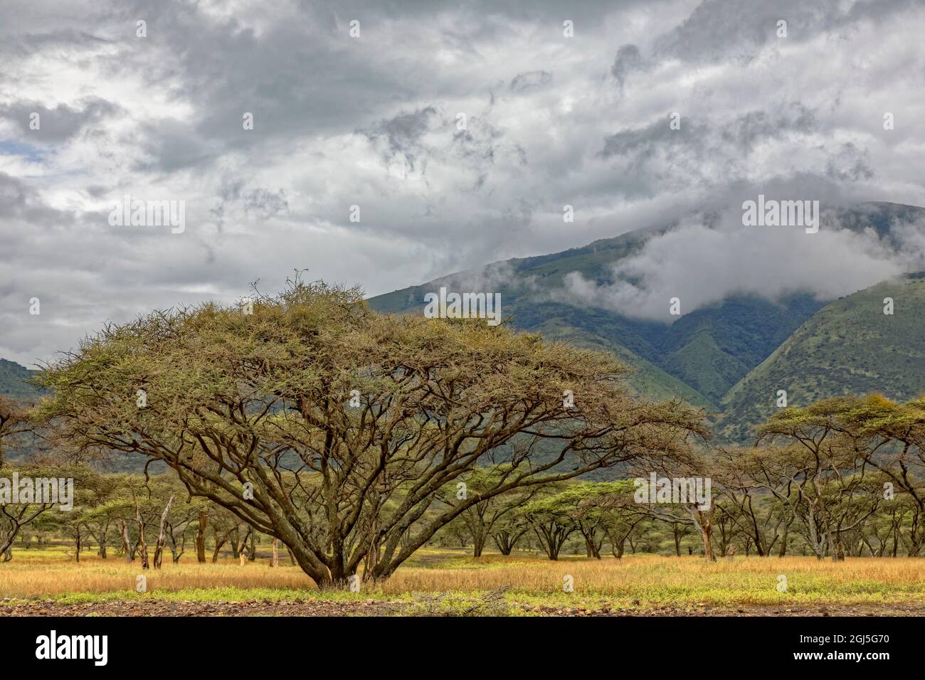 Acacia tree, Ngorongoro Conservation Area, Tanzania, Africa Stock Photo ...