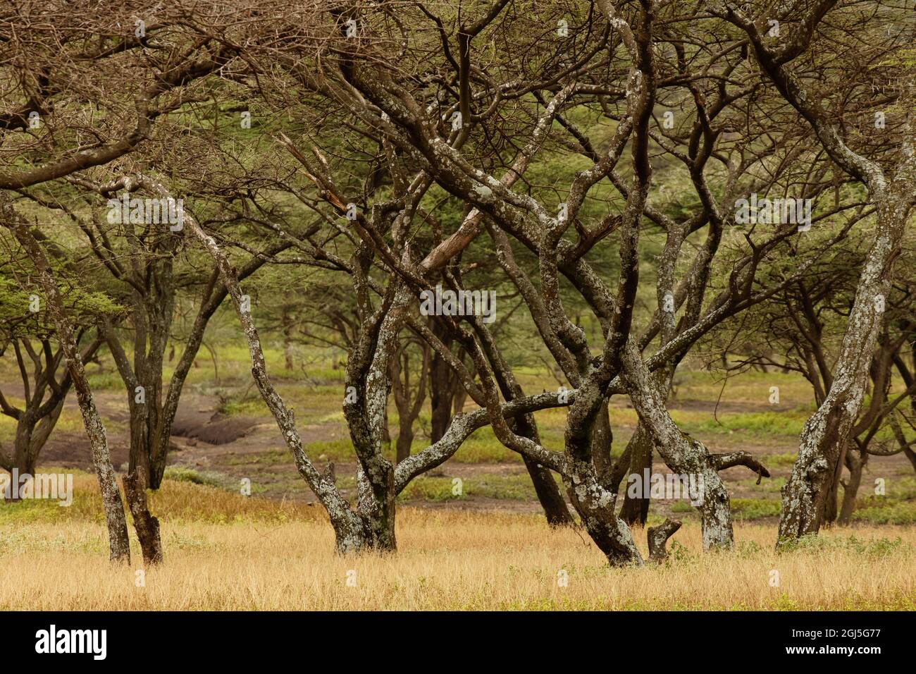 Pattern in acacia tree forest, Ngorongoro Conservation Area, Tanzania ...