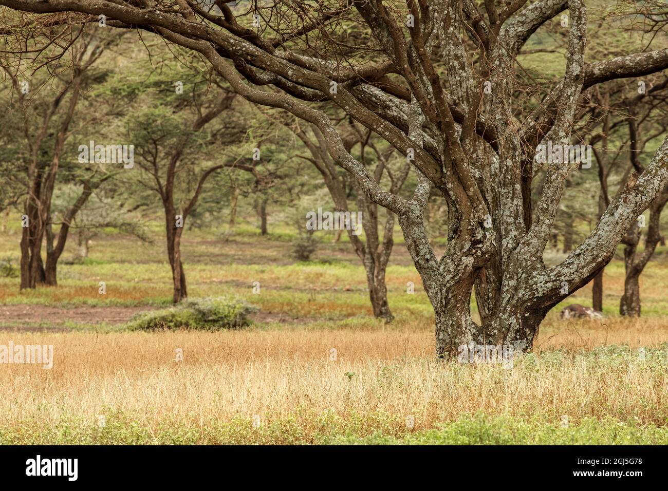 Pattern in acacia tree forest, Ngorongoro Conservation Area, Tanzania ...