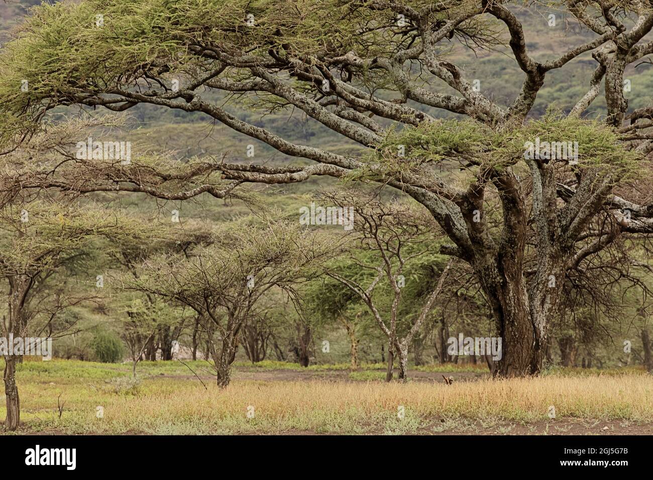 Pattern in acacia tree forest, Ngorongoro Conservation Area, Tanzania ...