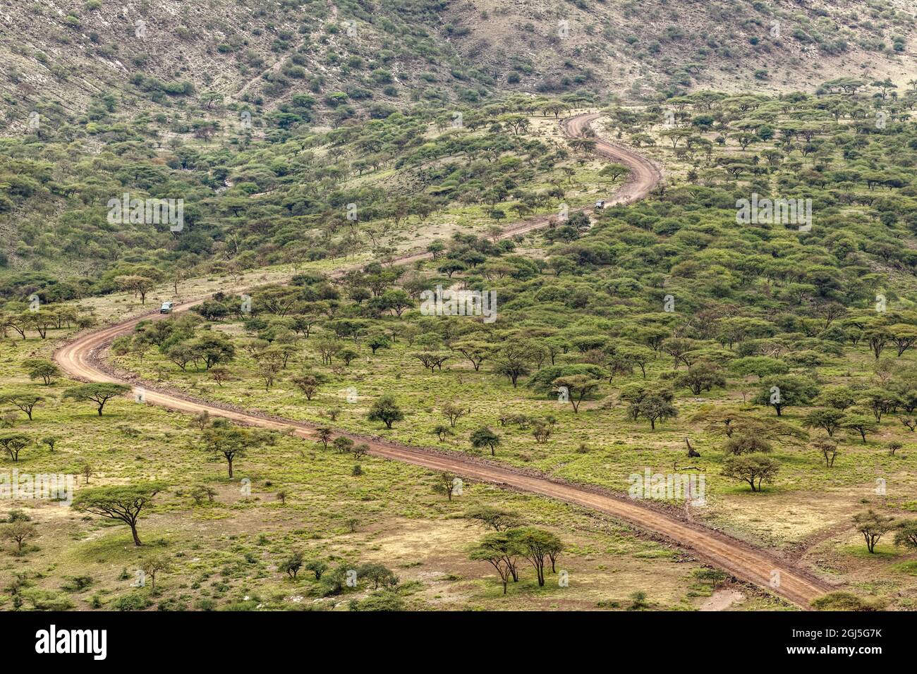 Dirt road winding through acacia tree forest, Ngorongoro Conservation ...