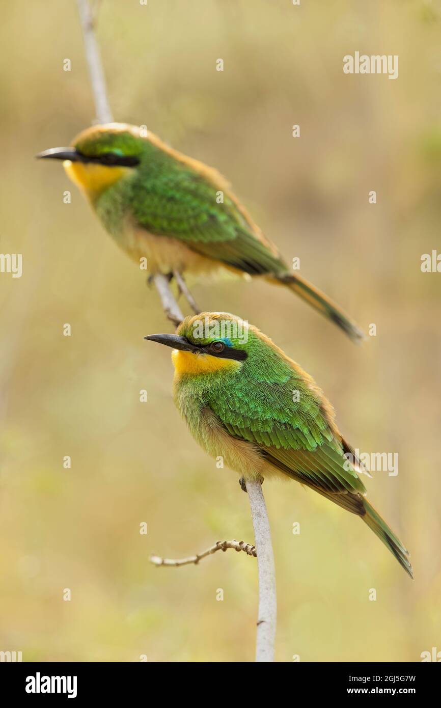 Africa Tanzania Little Bee Eater High Resolution Stock Photography and ...