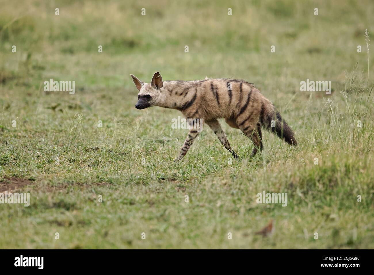 Aardwolf, an insectivorous mammal, Serengeti National Park, Tanzania ...