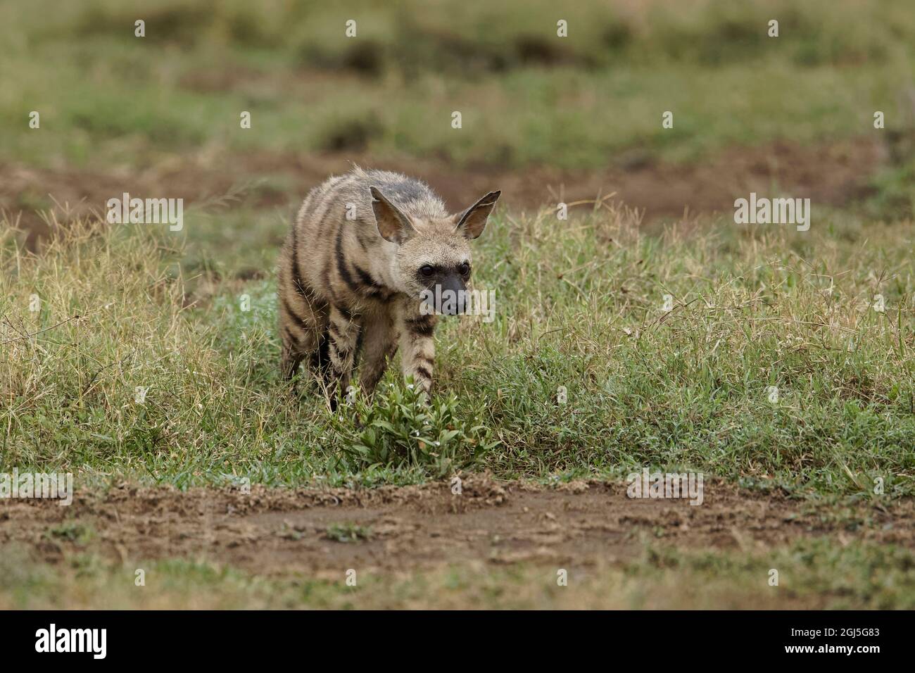 Aardwolf hi-res stock photography and images - Alamy