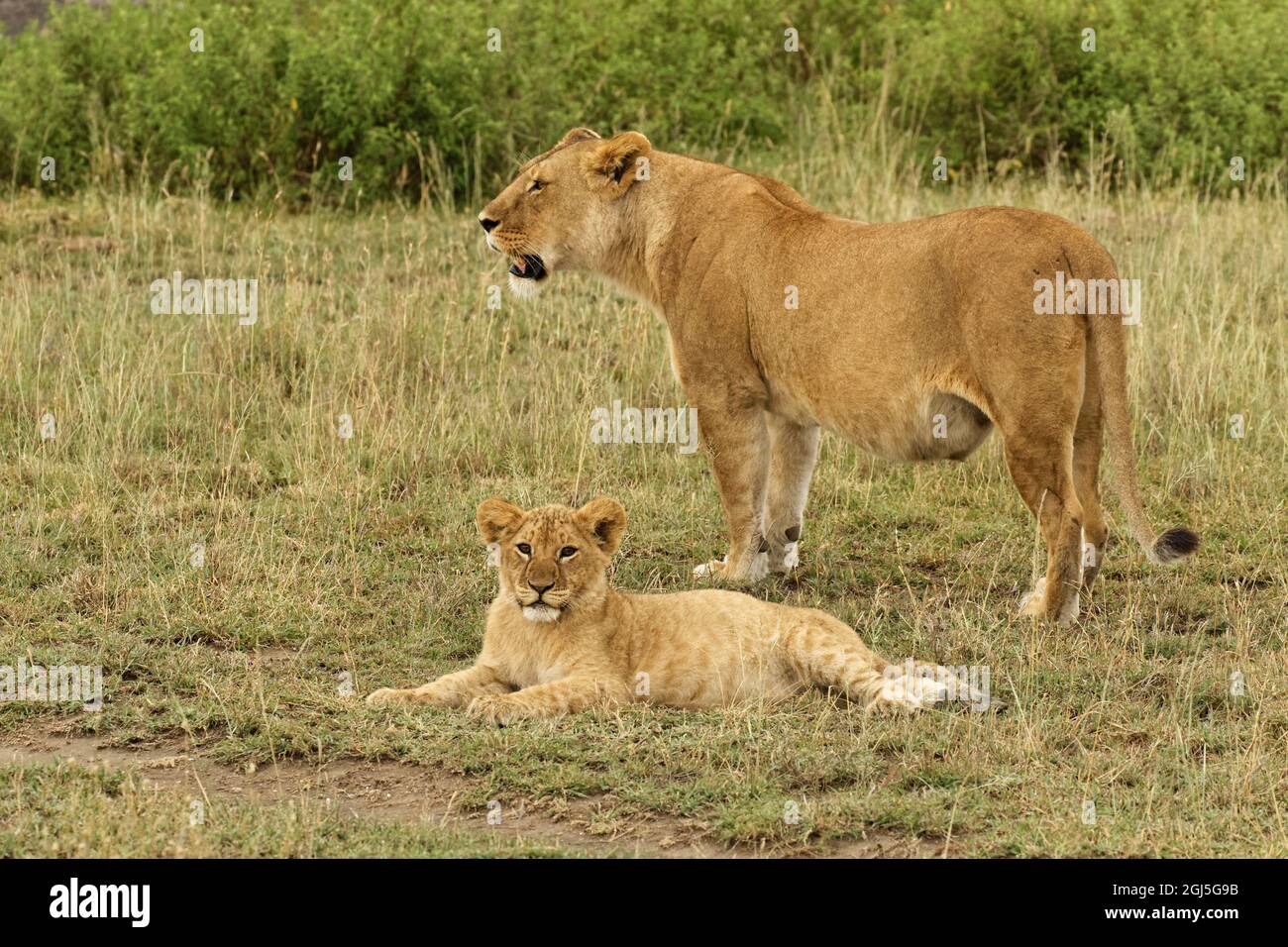 Single lion cub with adult female, Serengeti National Park, Tanzania ...