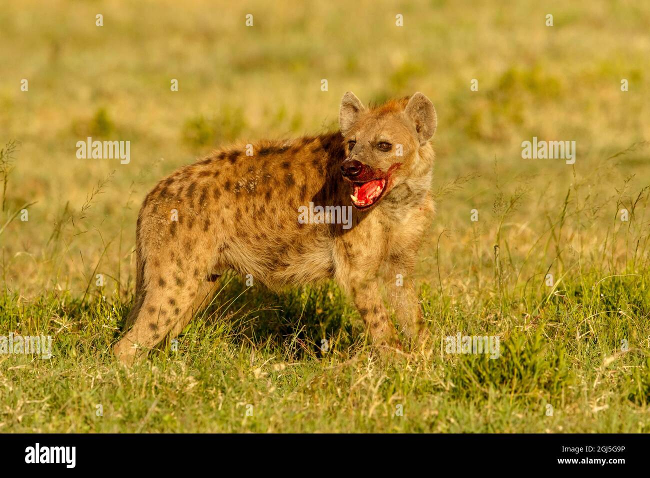 Spotted hyena with blood on face, Serengeti National Park, Tanzania ...