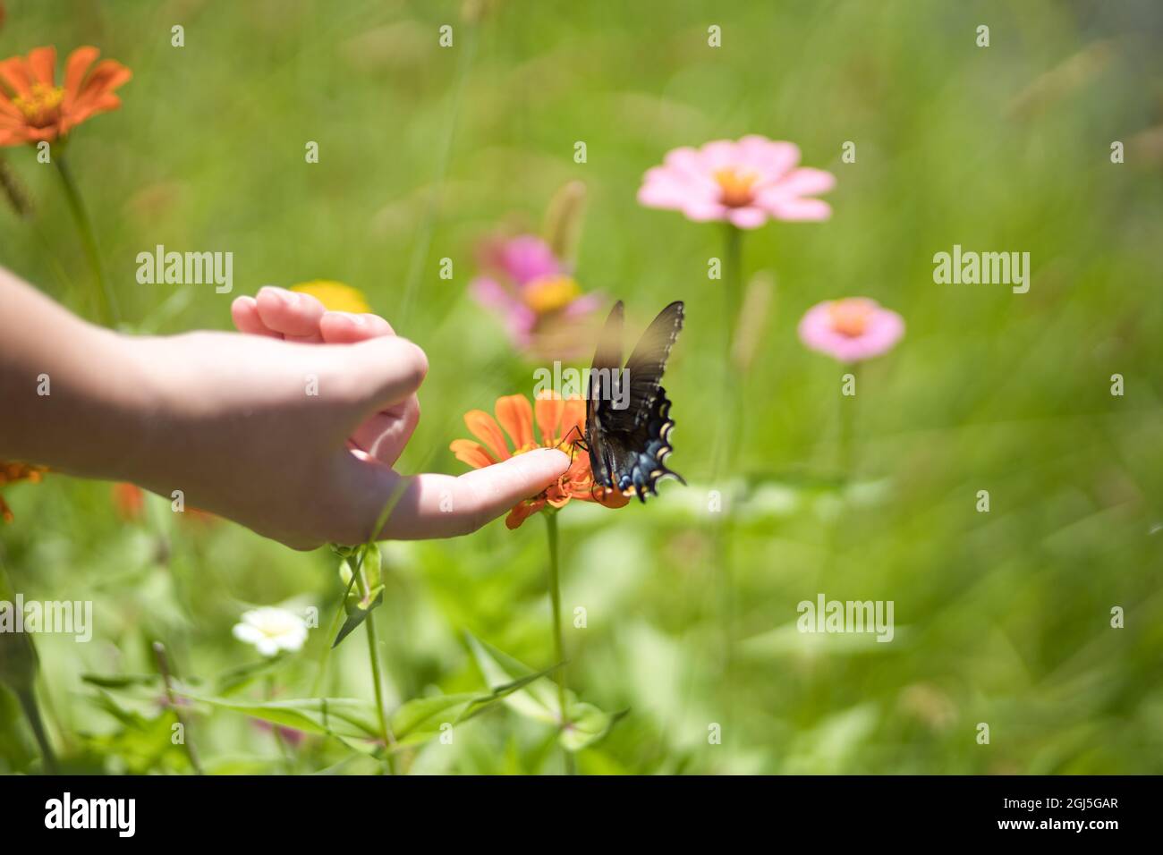 Woman's hand touching a butterfly in a flower field Stock Photo - Alamy