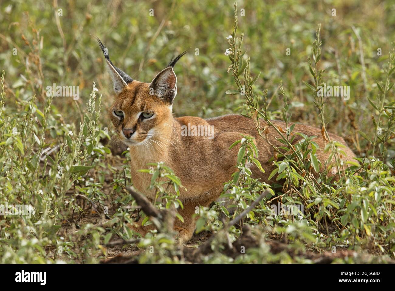 Caracal, Serengeti National Park, Tanzania, Africa Stock Photo - Alamy