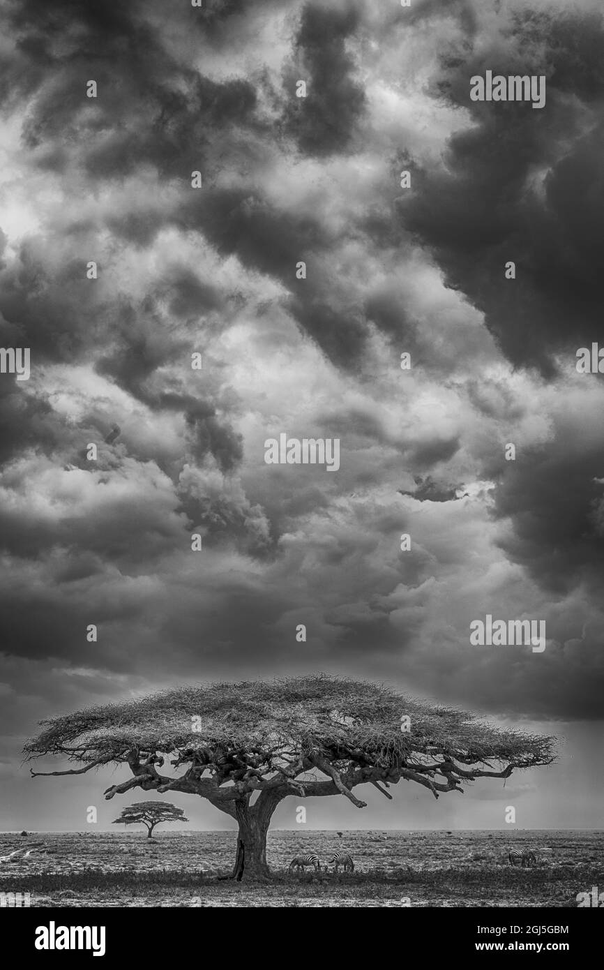 Acacia trees and approaching storm clouds and rain, Serengeti National ...