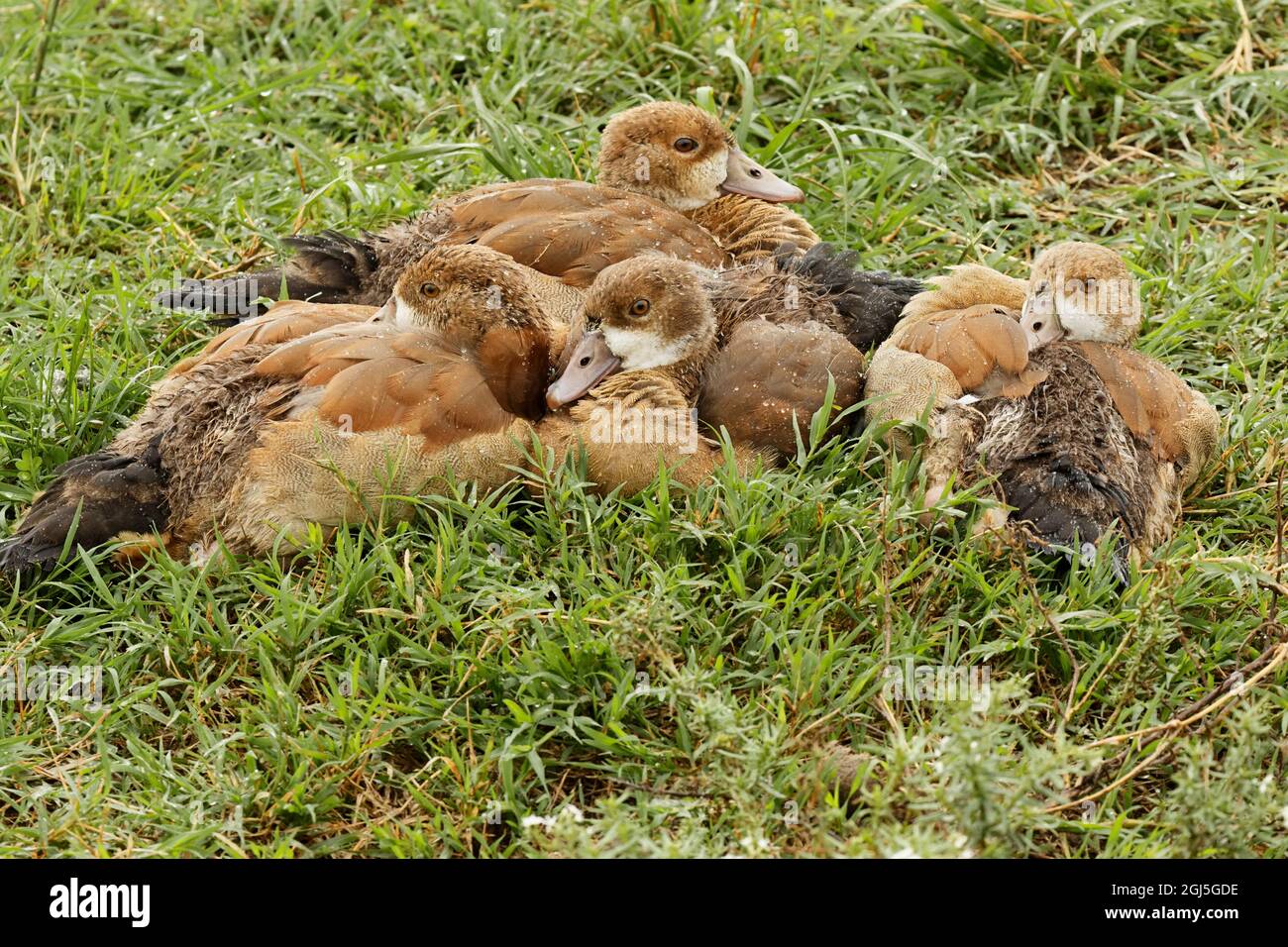 Baby egyptian goose hi-res stock photography and images - Alamy
