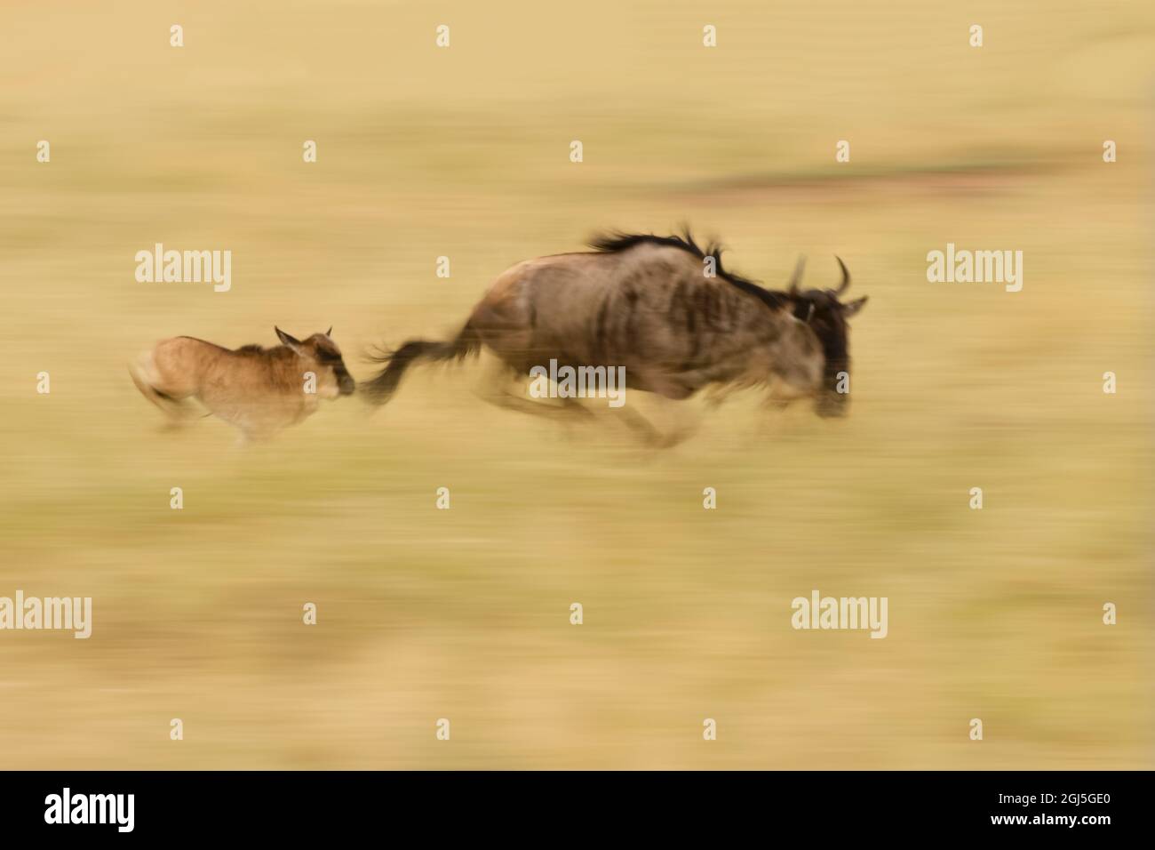 Panning blur hi-res stock photography and images - Alamy
