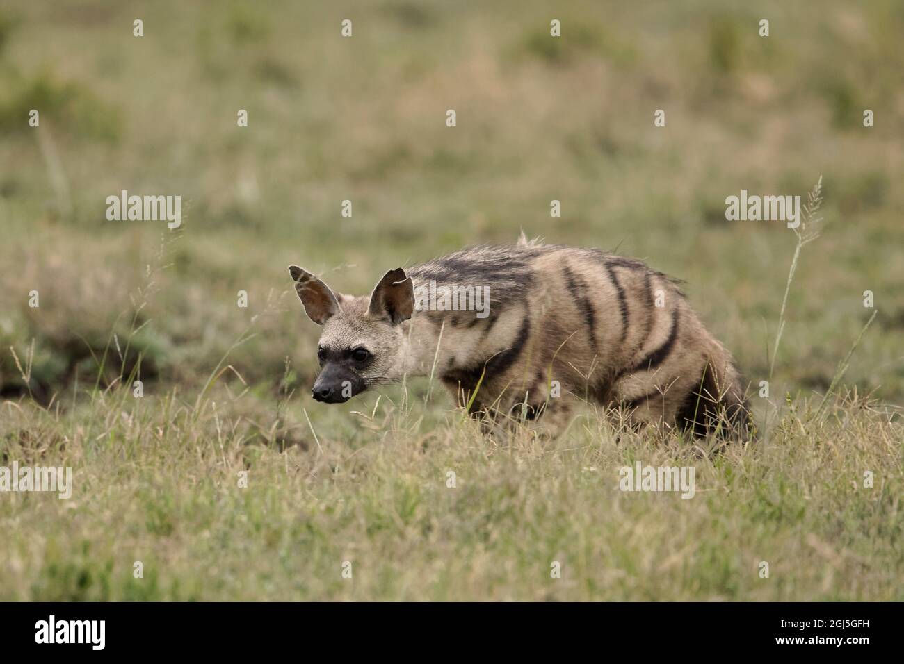 Aardwolf hi-res stock photography and images - Alamy