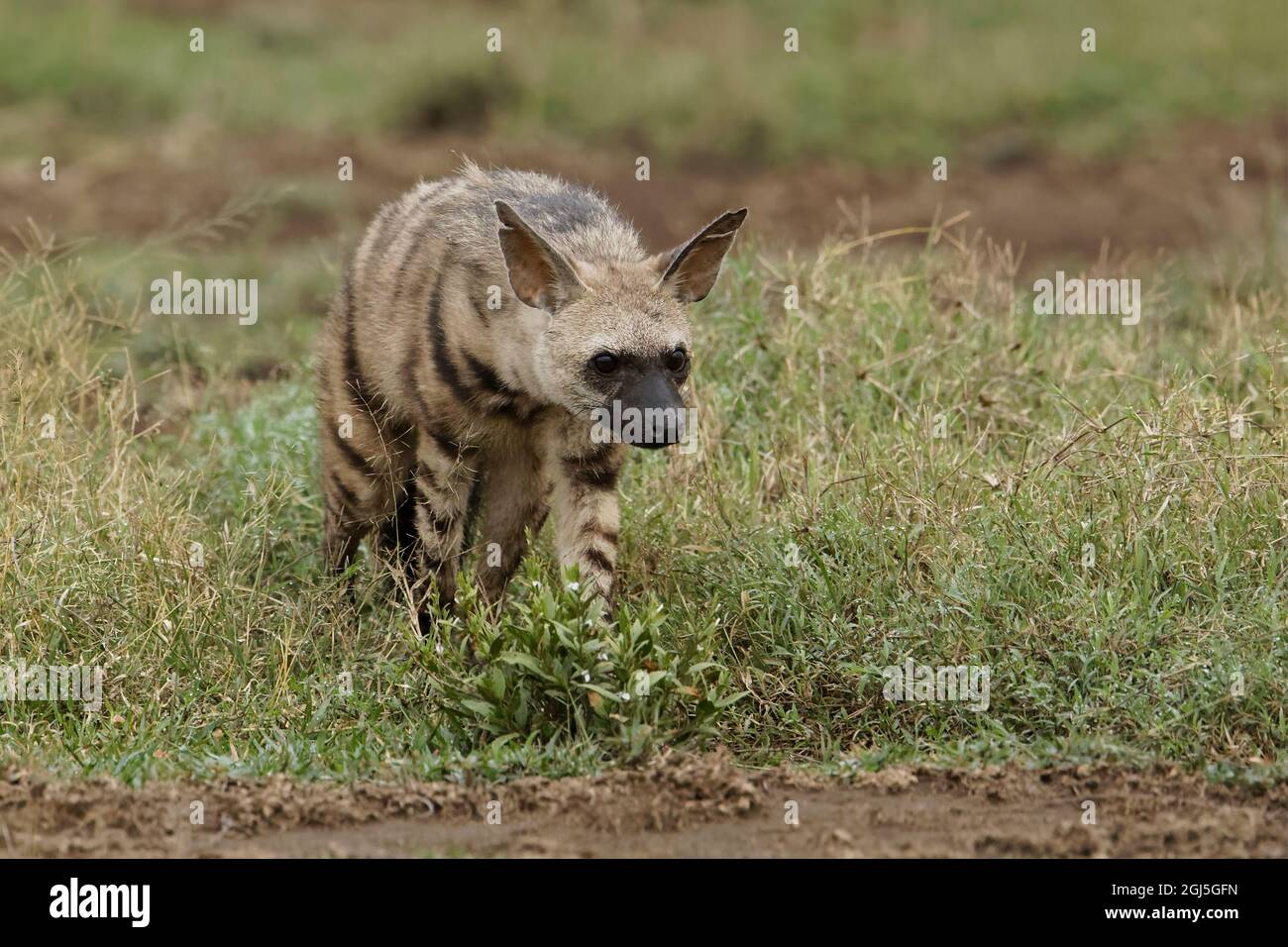 Aardwolf hi-res stock photography and images - Alamy