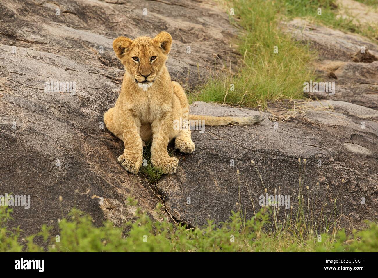 Lion Cub, Panthera leo, Serengeti National Park, Tanzania, Africa Stock Photo - Alamy