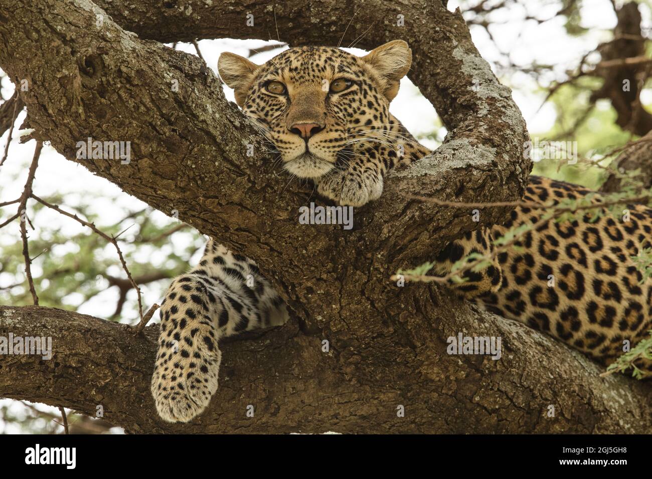 African leopard in tree, Panthera pardus pardus, Serengeti National ...