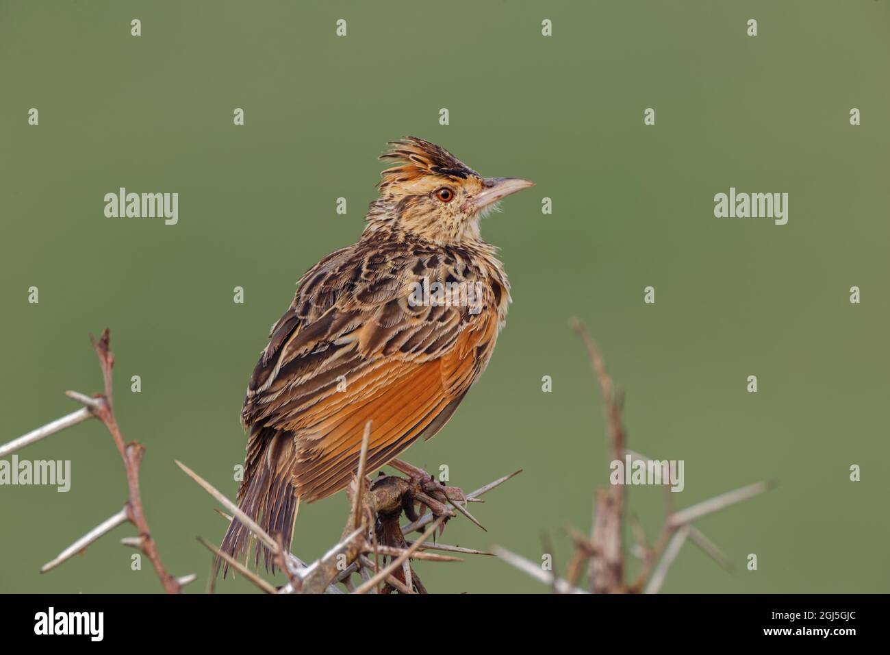 Rufous-naped lark, Ngorongoro Crater, Tanzania, Africa Stock Photo - Alamy