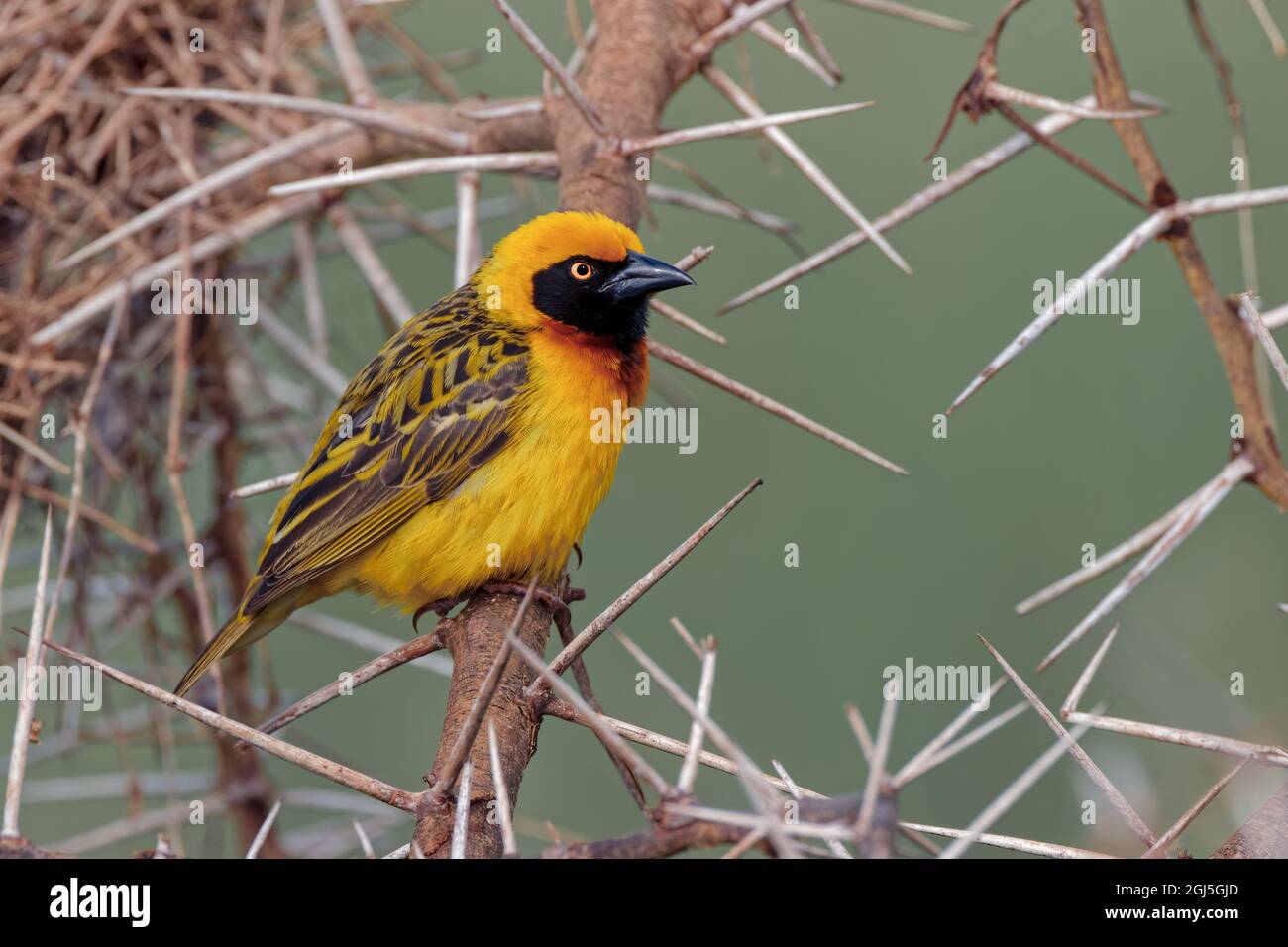 Ploceus reichardi hi-res stock photography and images - Alamy